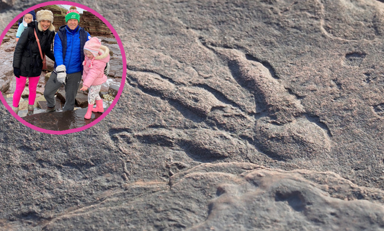Dinosaur footprint found at Bendricks Bay goes on display at National ...