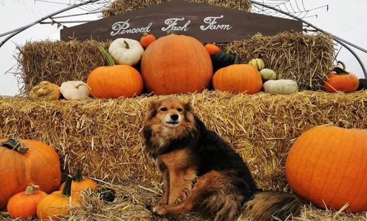 Best Pumpkin Patch Farms in and around Cardiff - It's On Cardiff