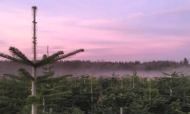 How to spend Christmas in Cardiff - It's On Cardiff