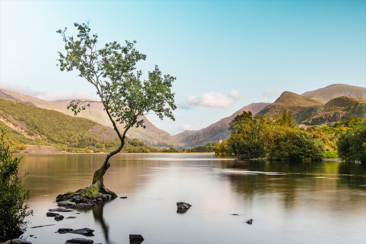 Lonely Tree of Llanberis In The Running For Woodland Trust’s ‘Tree Of ...